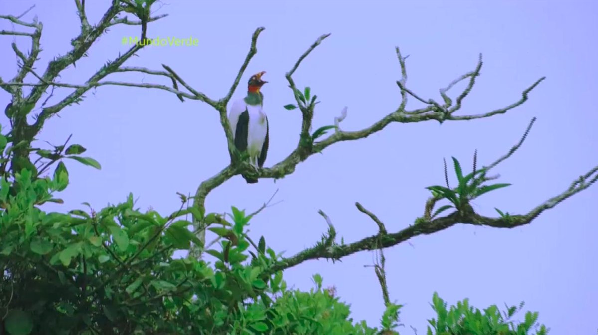 ¿Sabías que el gallinazo rey es el único miembro superviviente del ...