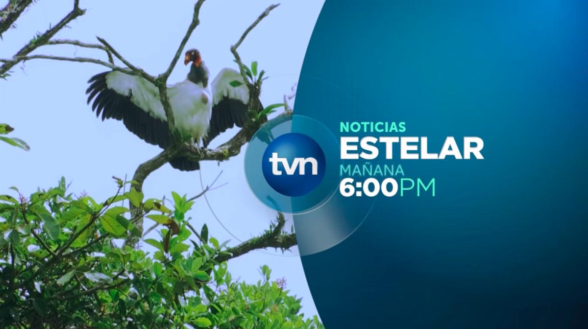 ¿Conoces al gallinazo rey? Su nombre científico es ‘Sarcoramphus papa ...