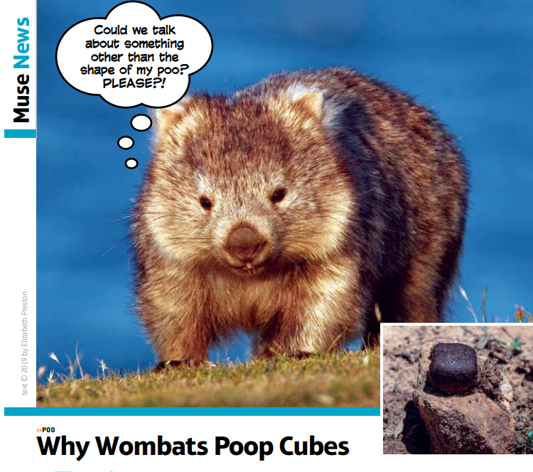 Wombats Poo