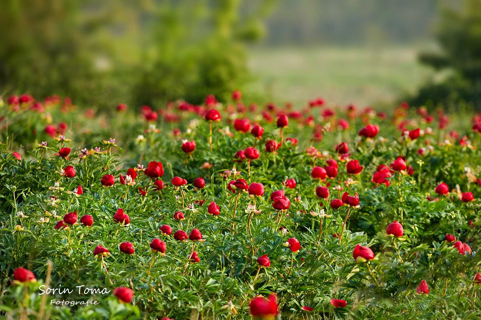 Romania National Flower National Symbols Of Romania Wikipedia