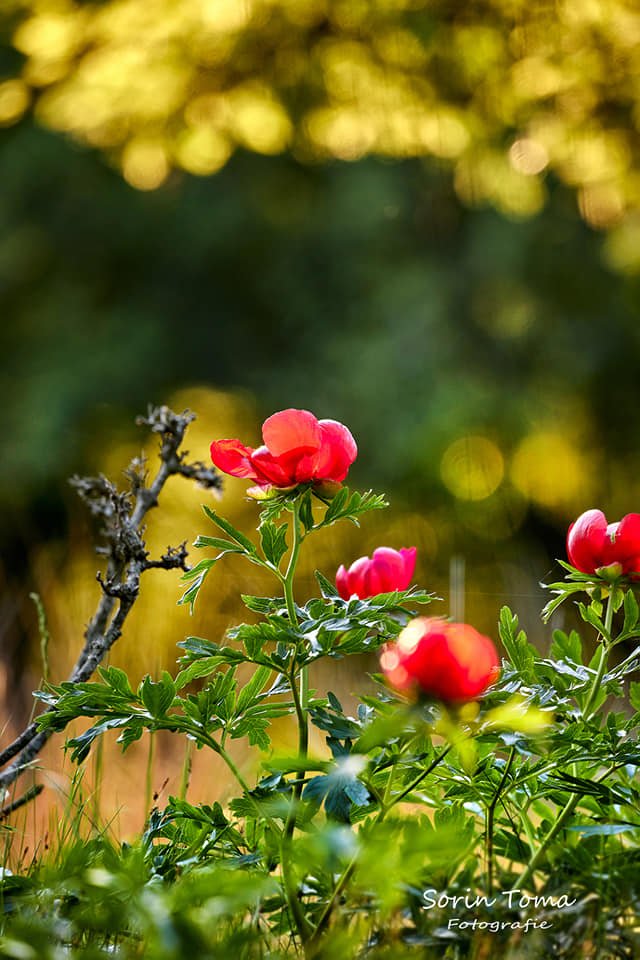 Romania National Flower National Symbols Of Romania Wikipedia