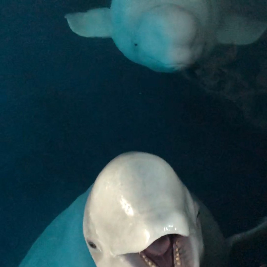 Beluga Whales Smiling