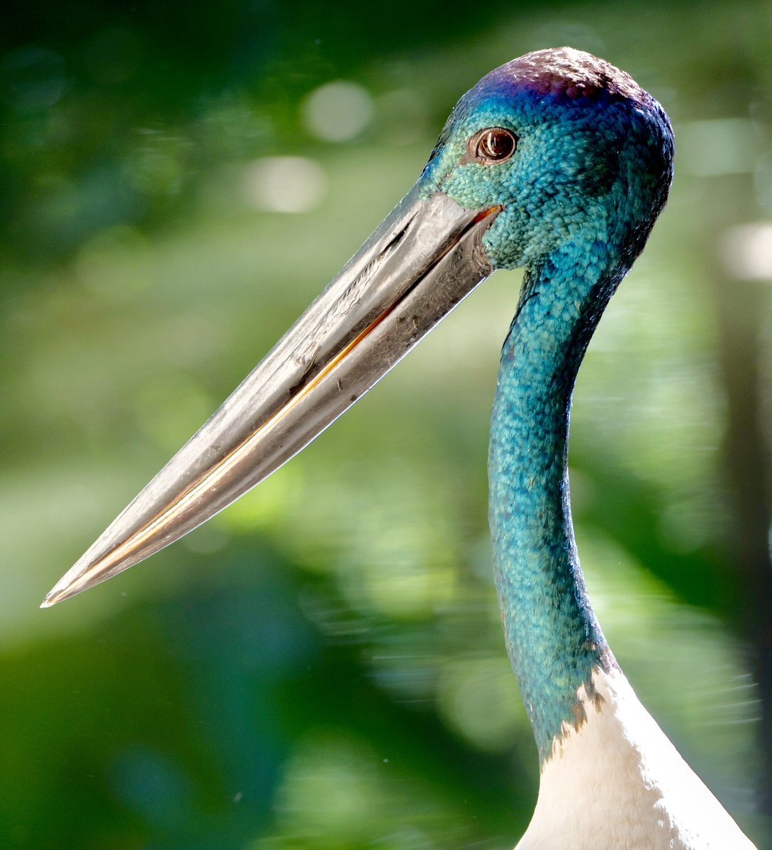 Wild Fact: The gender of a black-necked stork, also referred to as a ...