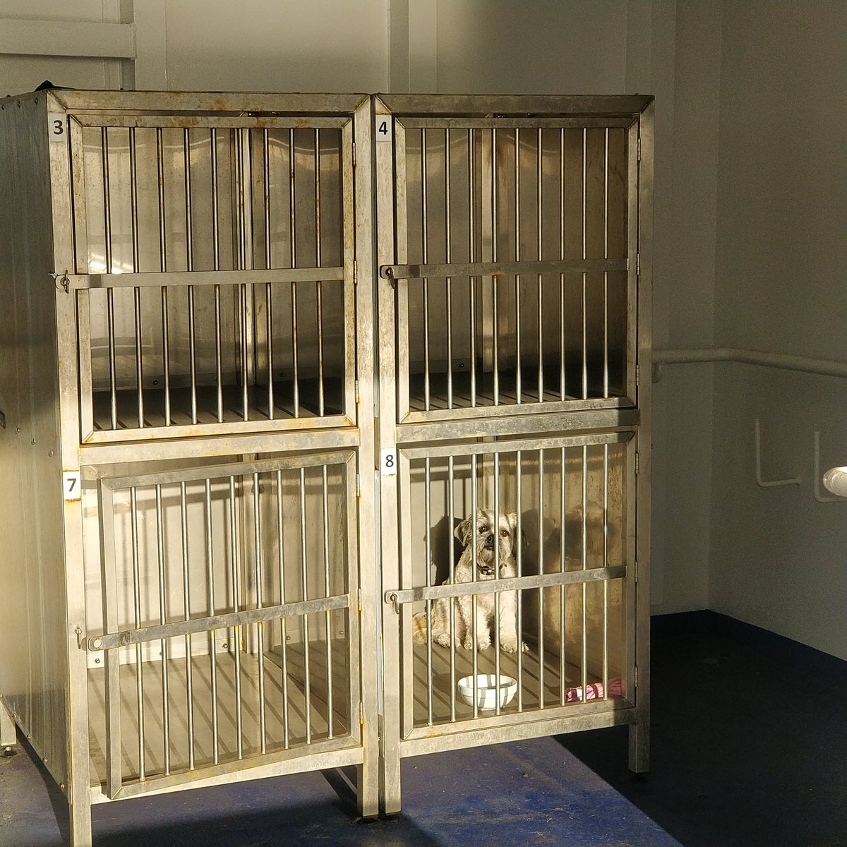 Can Dogs Go On Stena Line