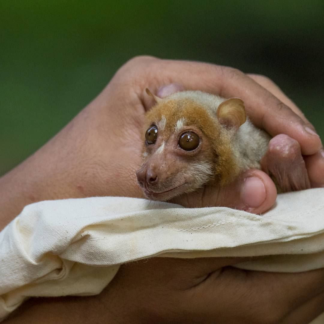Stripe Faced Fruit Bat