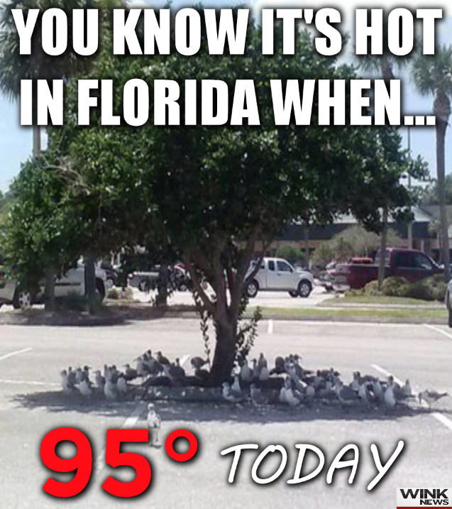 Florida Heat Memes