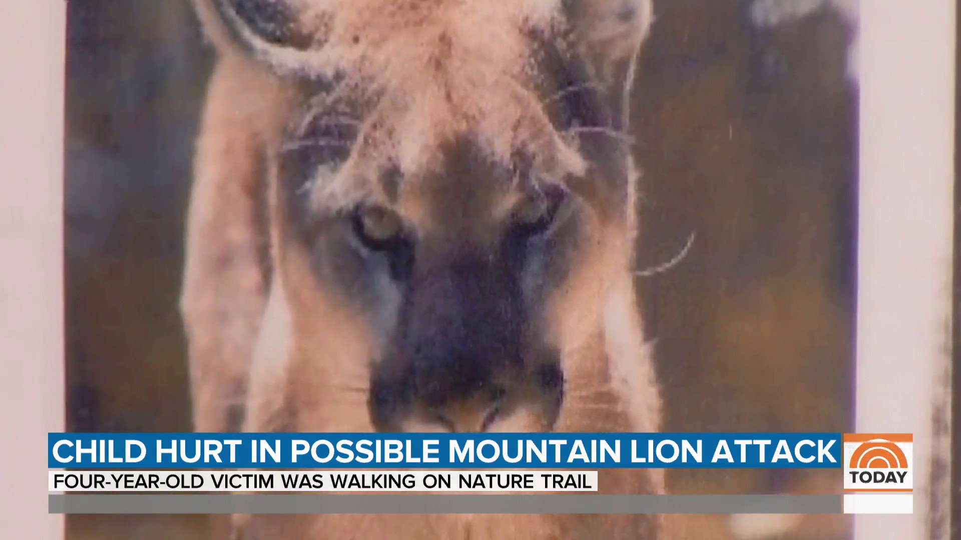 Mountain Lion Attack Victim
