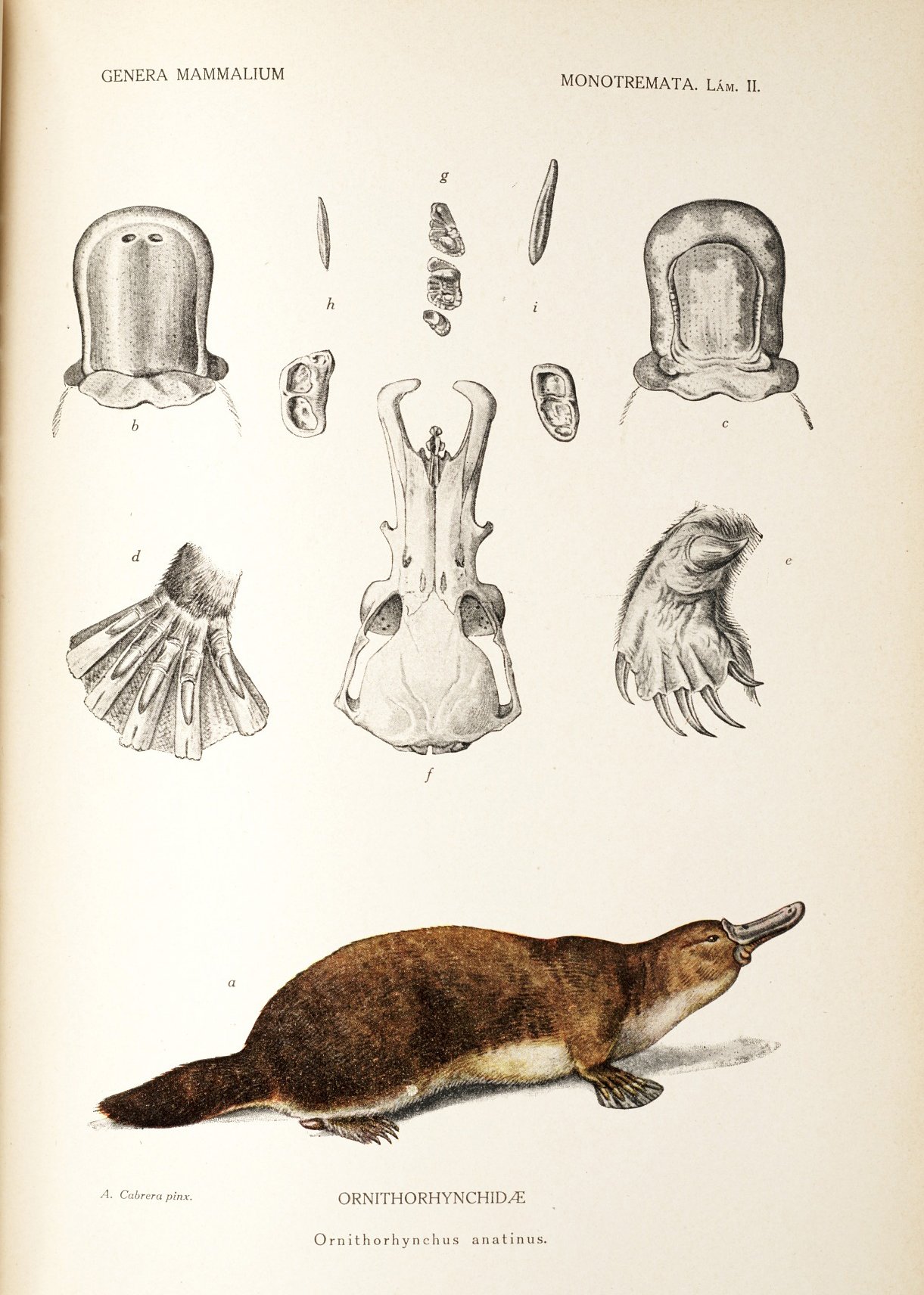 Platypus Venom Diagram Platypus Anatomy – Watergum