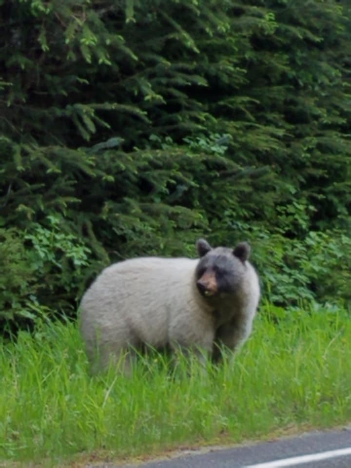 Glacier Bear Blue Bear