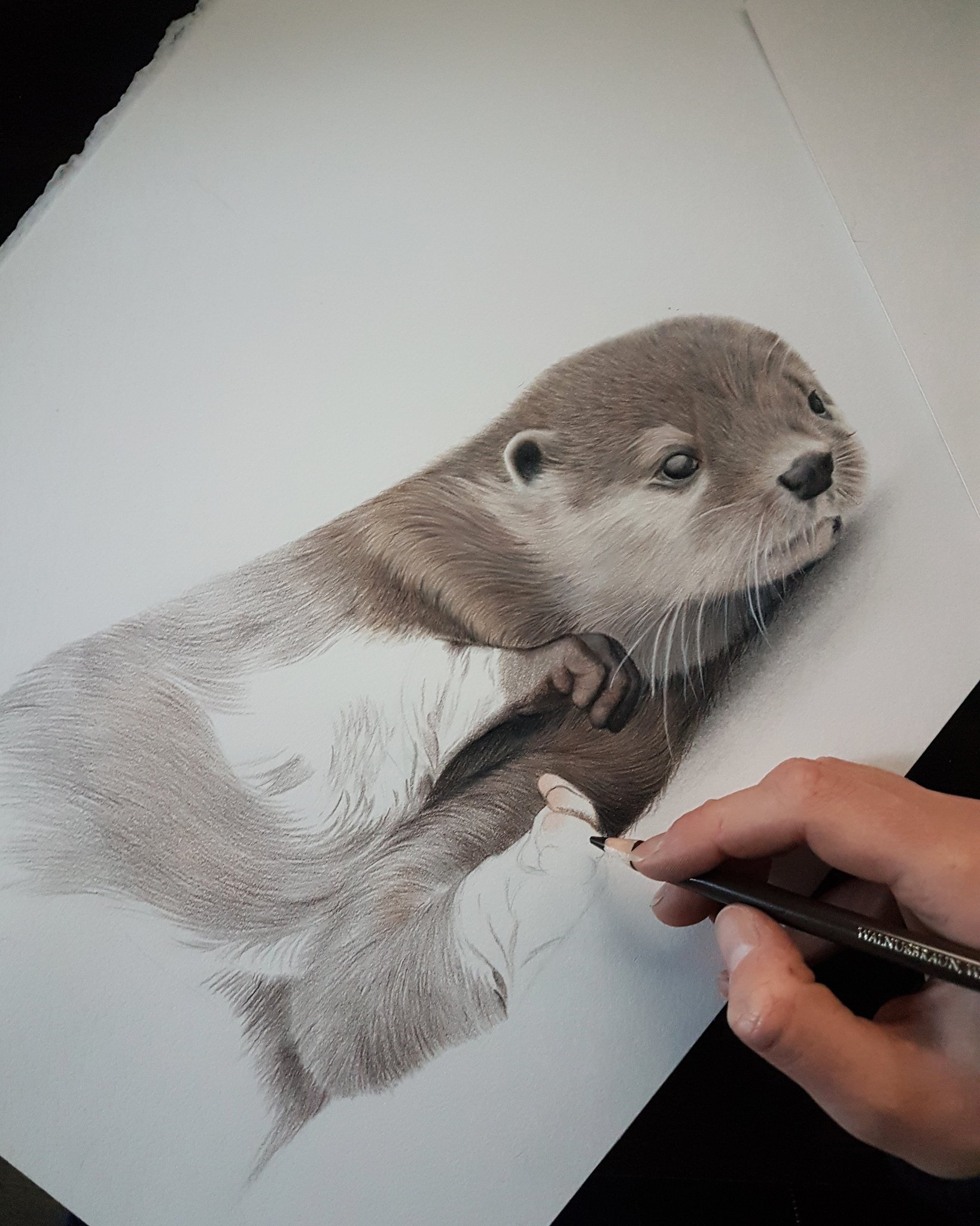 River Otter Drawing