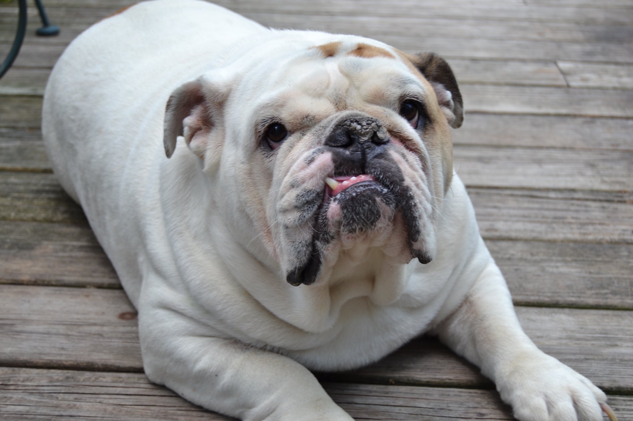 Fat English Bulldog Puppy