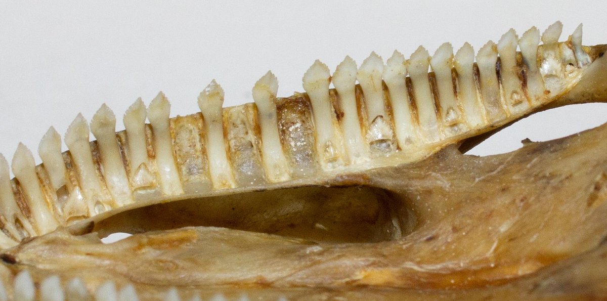 Green Iguanas Teeth