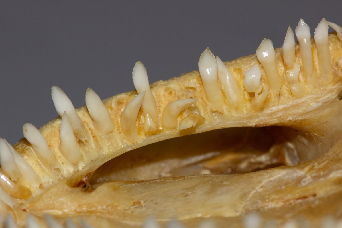 Iguana Teeth