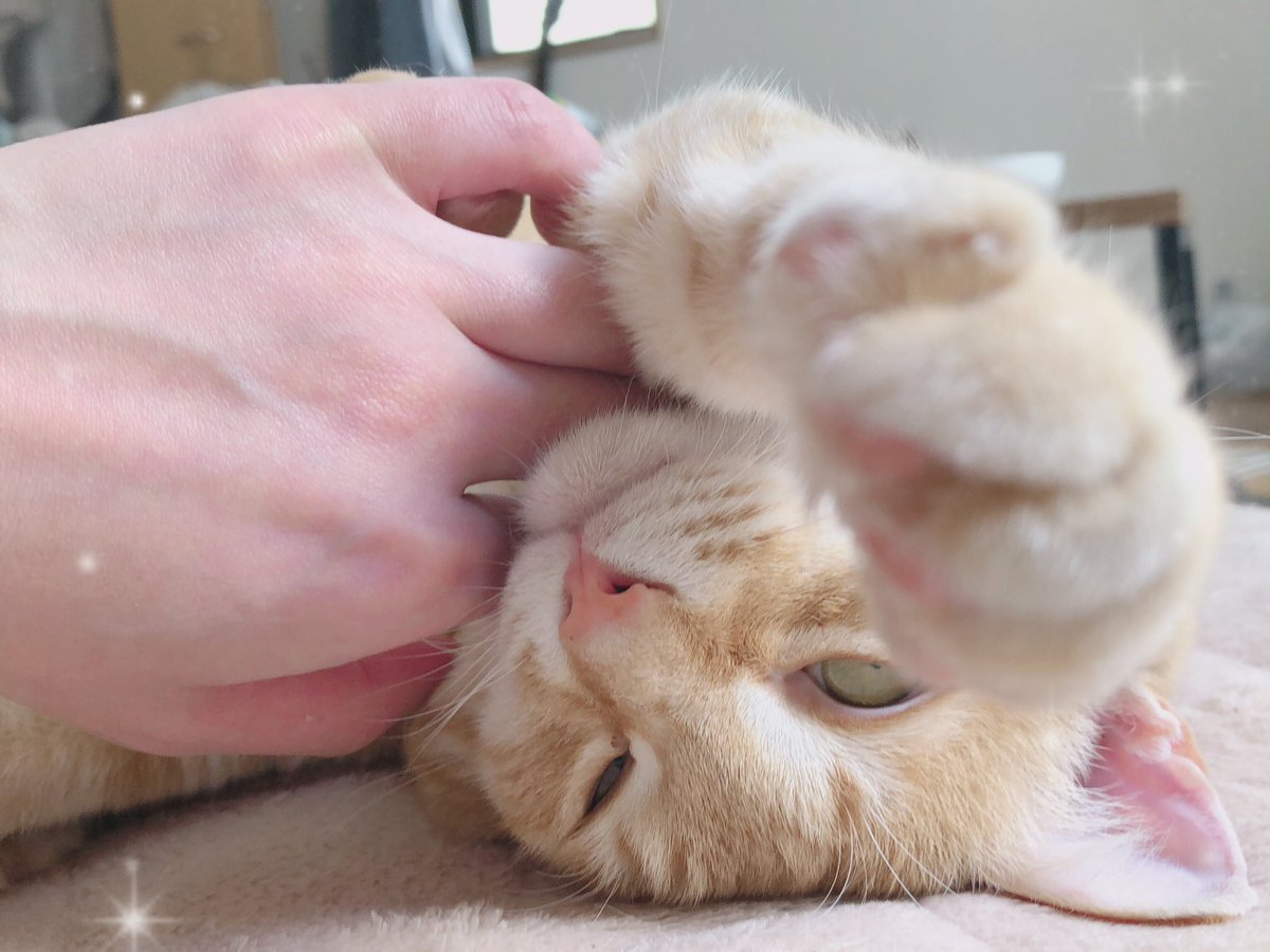 LisaMoco (@moco_lisa) | Twitter