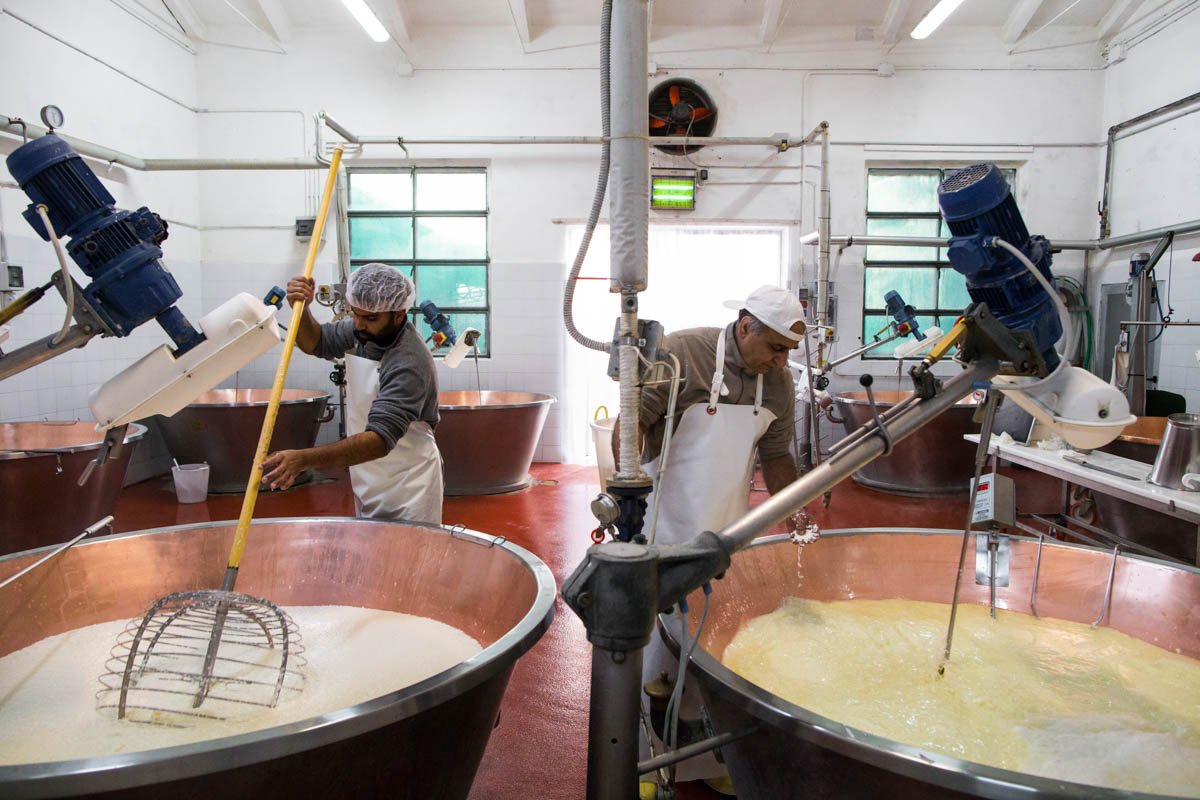 Indian: The Indian farmers saving Italy's traditional cheese industry ...