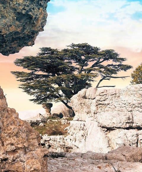 Antonio Awad (@awad_antonio) | Twitter