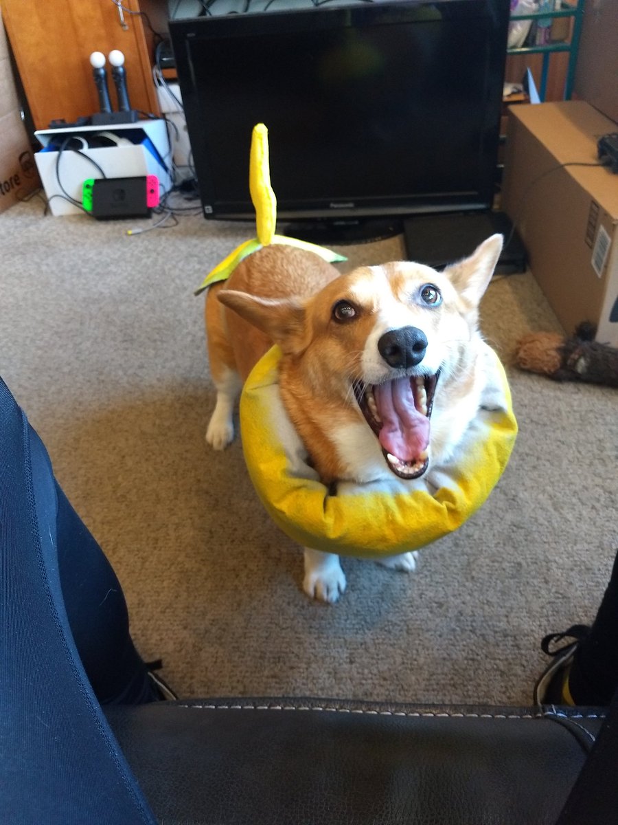 Corgi In Pokemon Costume