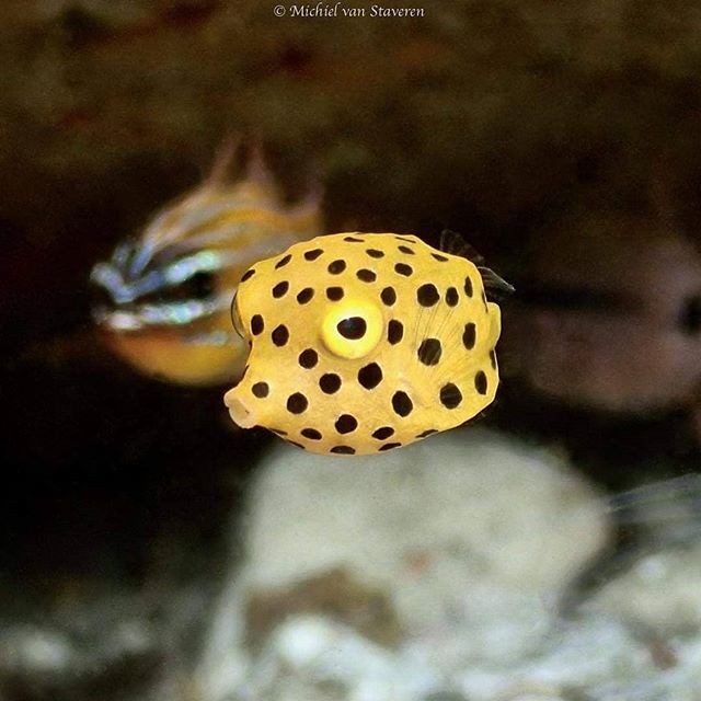 Baby Boxfish