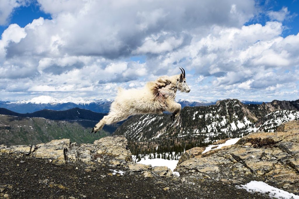 Mountain Goat Jumping