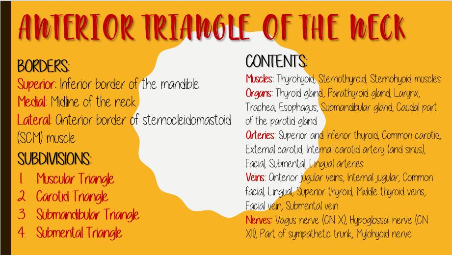 Posterior Triangle Of Neck Netter