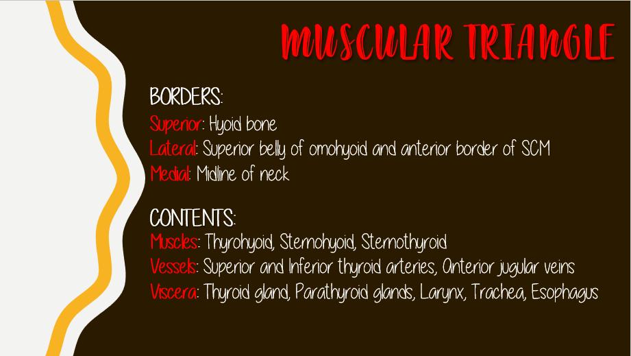 Posterior Triangle Of Neck Netter
