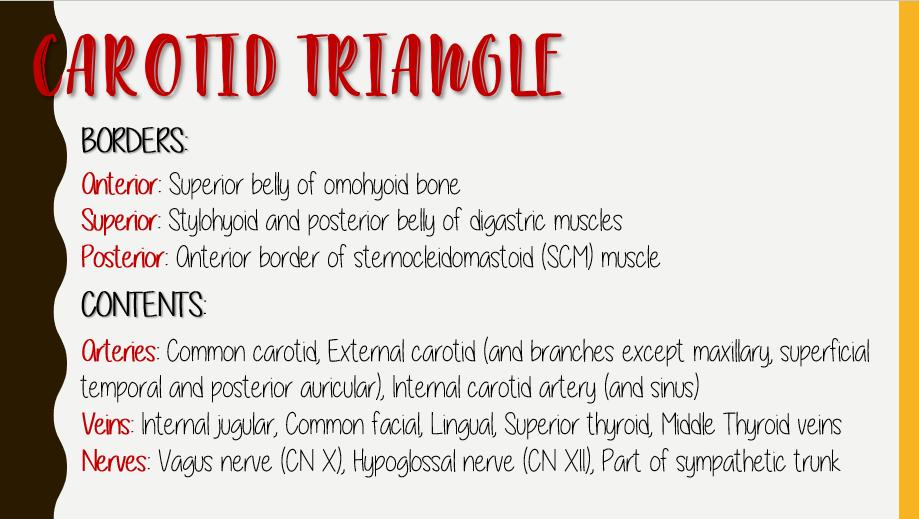 Posterior Triangle Of Neck Netter