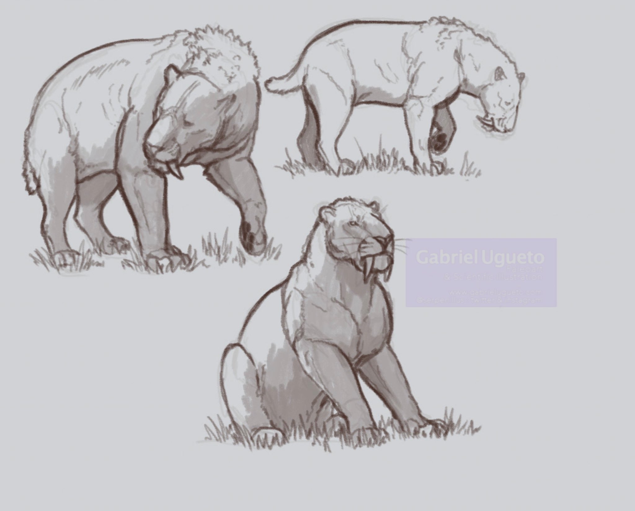 Smilodon Populator Vs American Lion