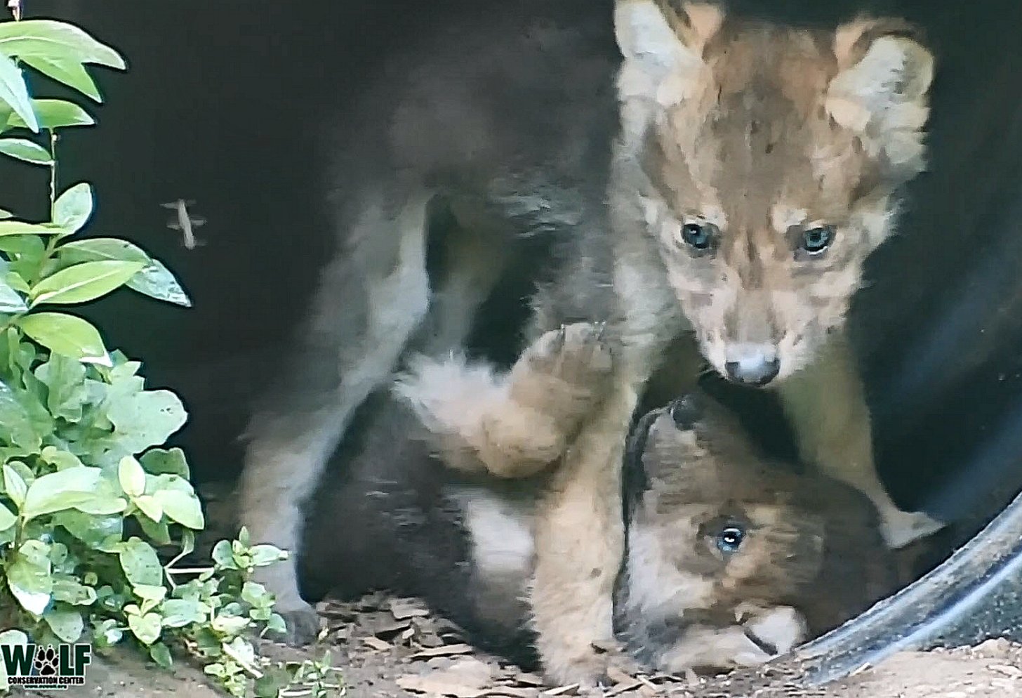 Red Wolf With Blue Eyes