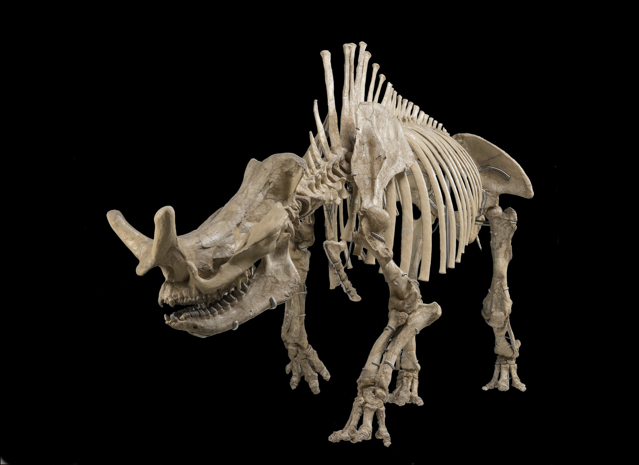 Brontotherium Skeleton