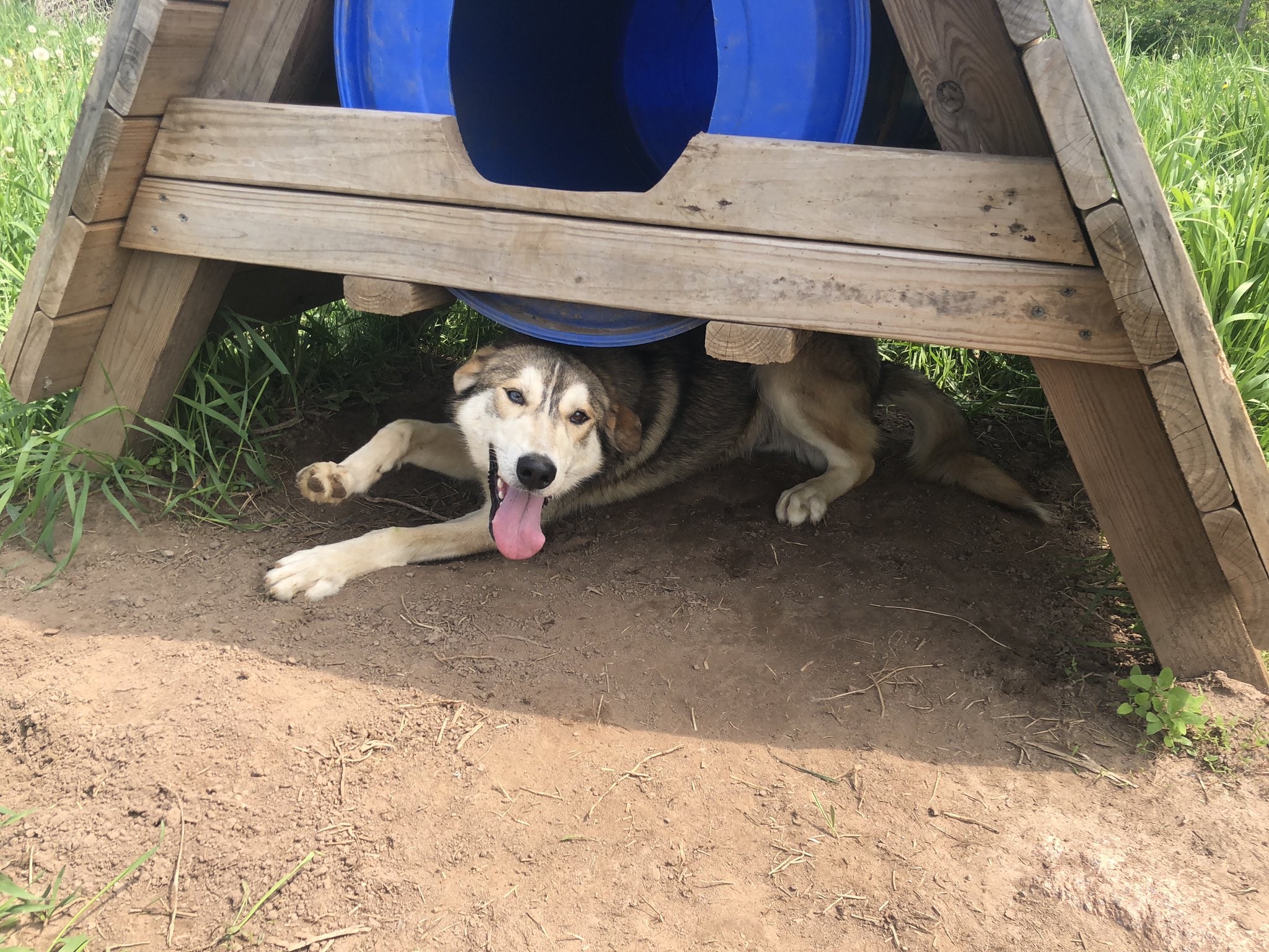 Are Plastic Barrels Good For Dog Houses