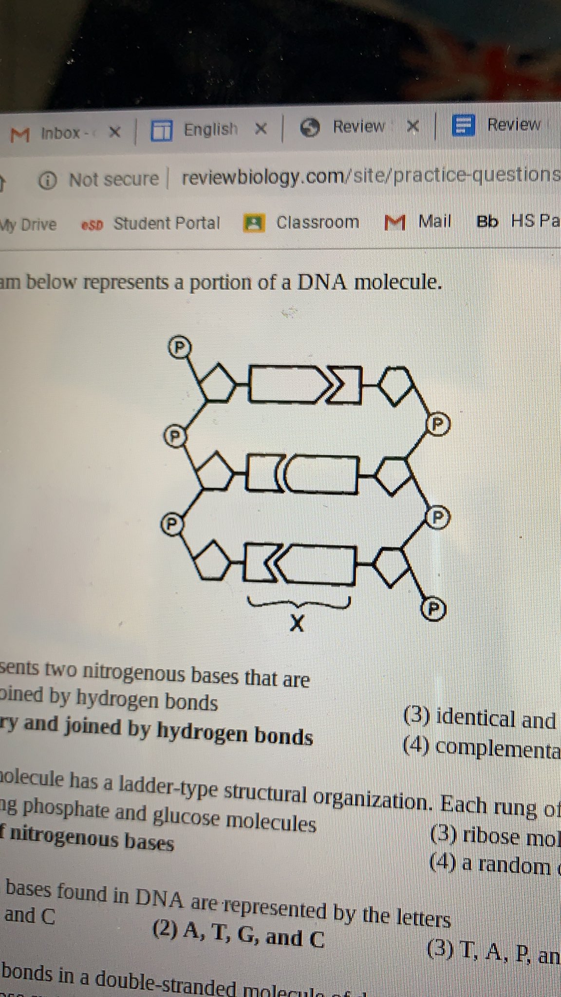 A Section Of Dna