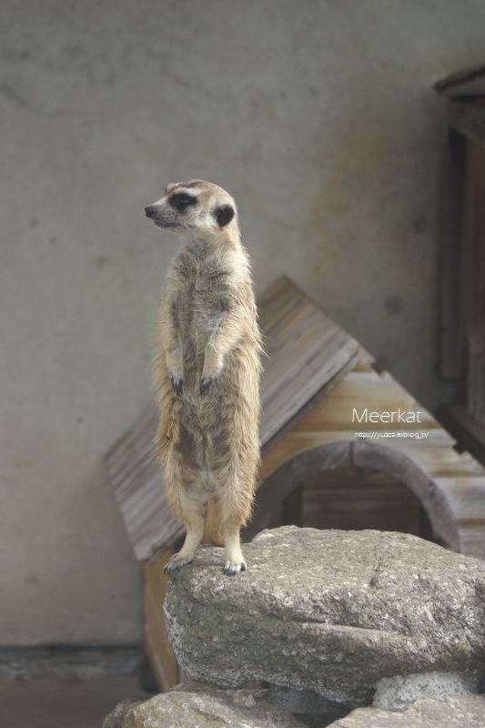 湯浅 国匡（くにまさ）(@yuasa_daiku) - Twilog (ツイログ)