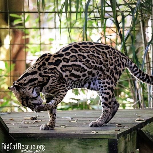 Big Cat Rescue on Twitter: "Purrfection Ocelot is cleaning up after ...
