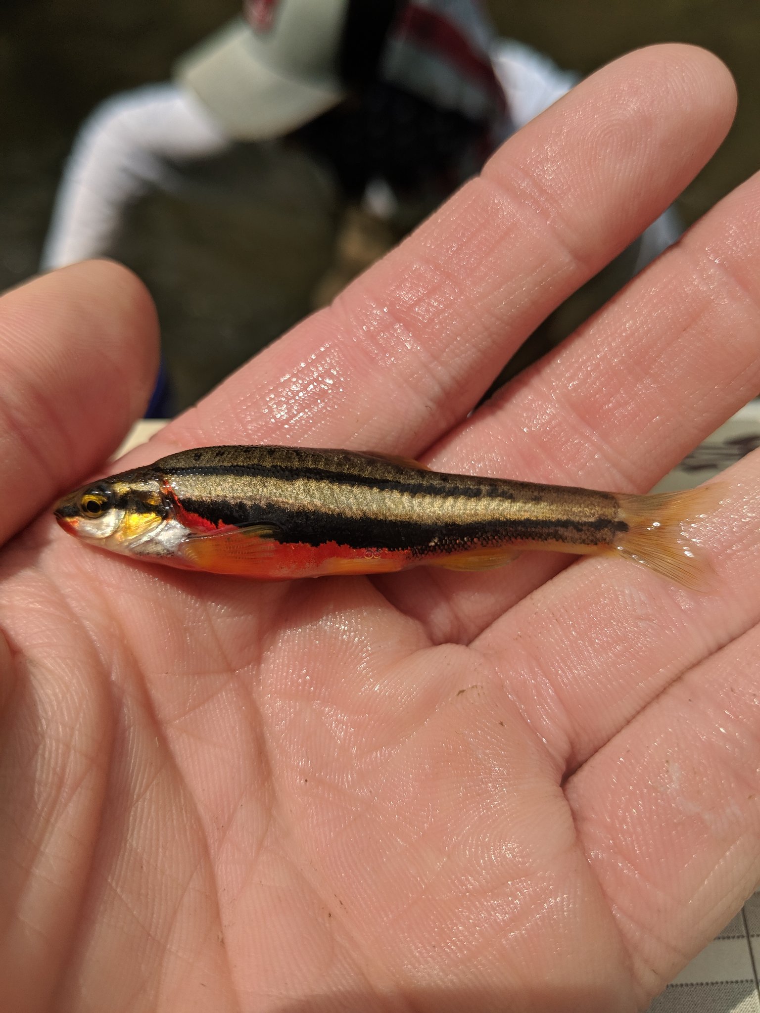 Southern Redbelly Dace