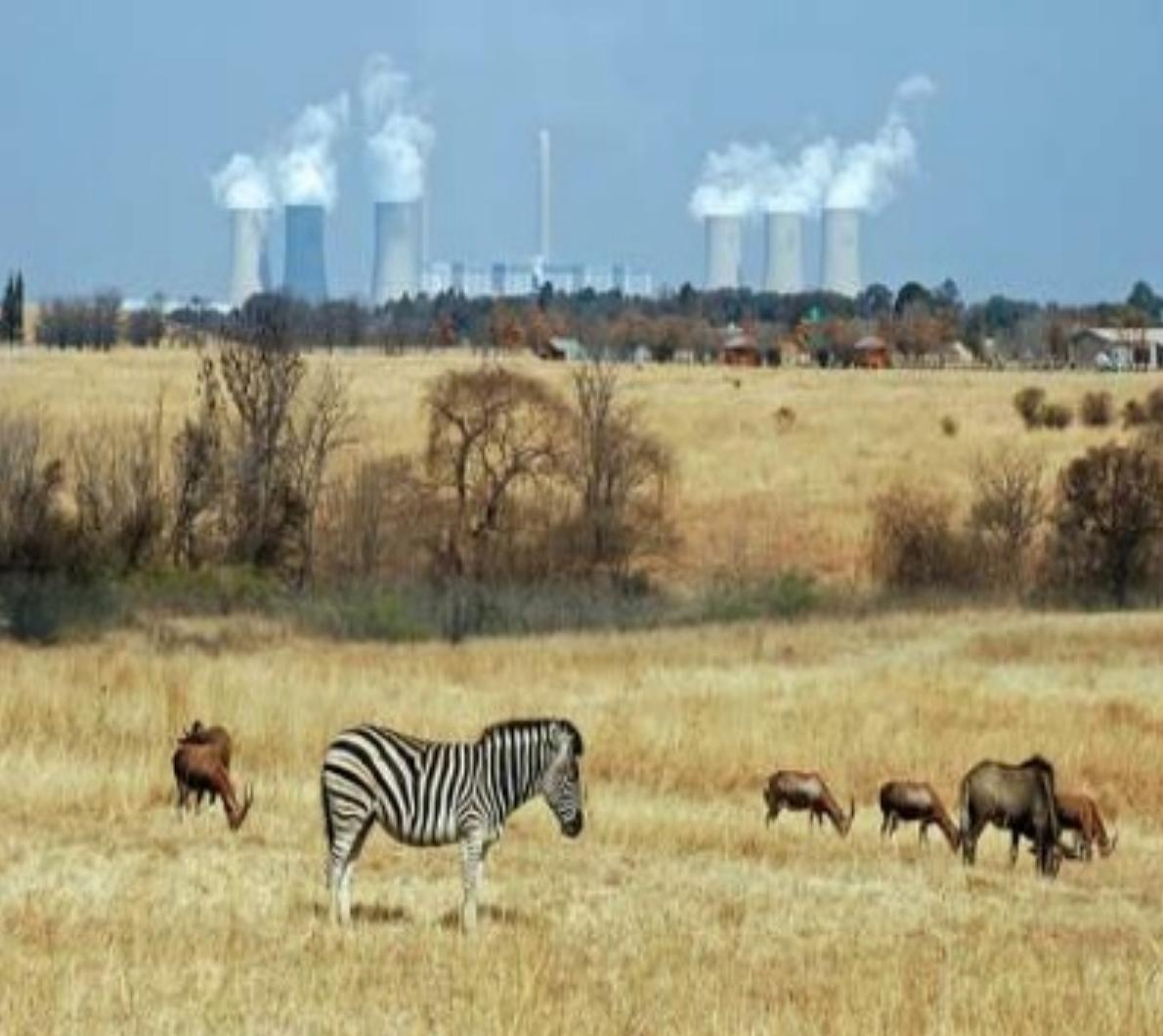 Air Pollution Effects On Animals