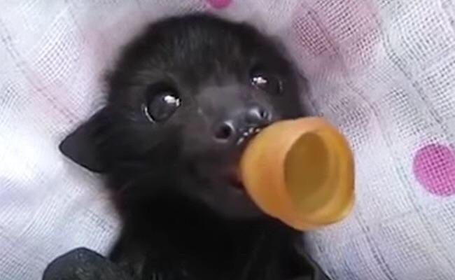 Baby Bat Face