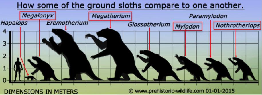 Caribbean Ground Sloths