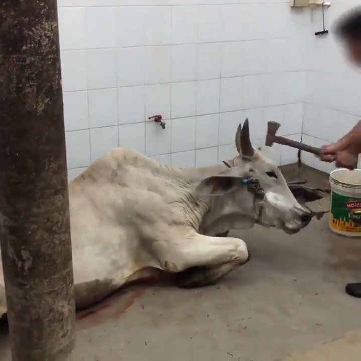 BREAKING: New PETAAsia eyewitness footage shows a cow bashed in the ...