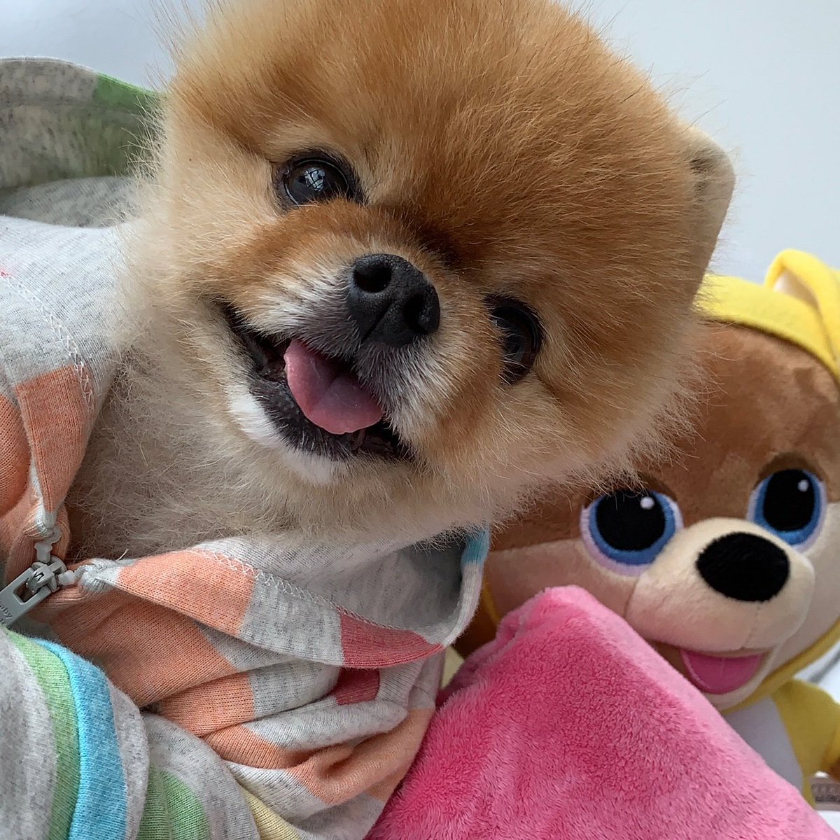 Are Jiffpom And Boo The Same Dog