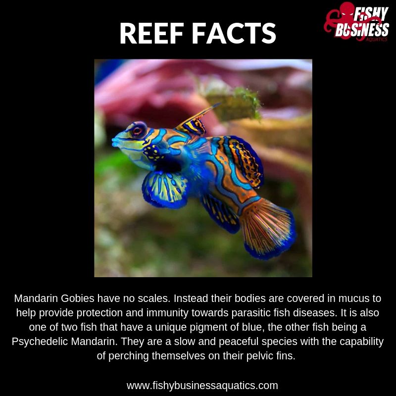 Information On The Blue Mandarin Goby