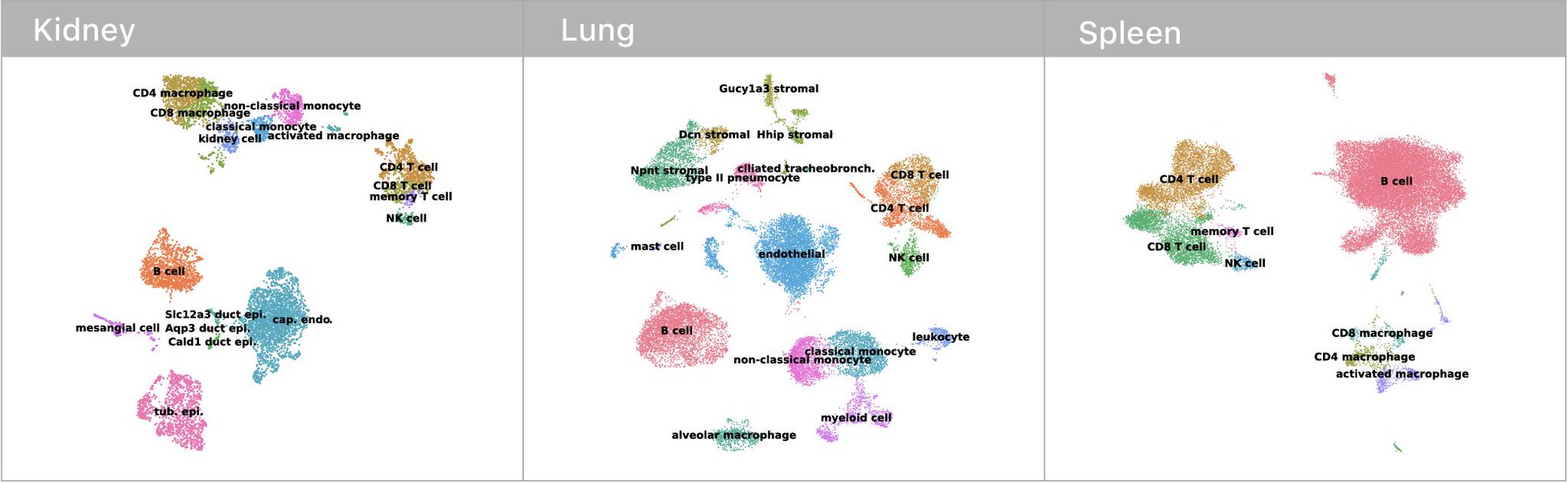 Jacob Kimmel on Twitter: "We simultaneously profiled kidney, lung, and spleen cells, from young ...