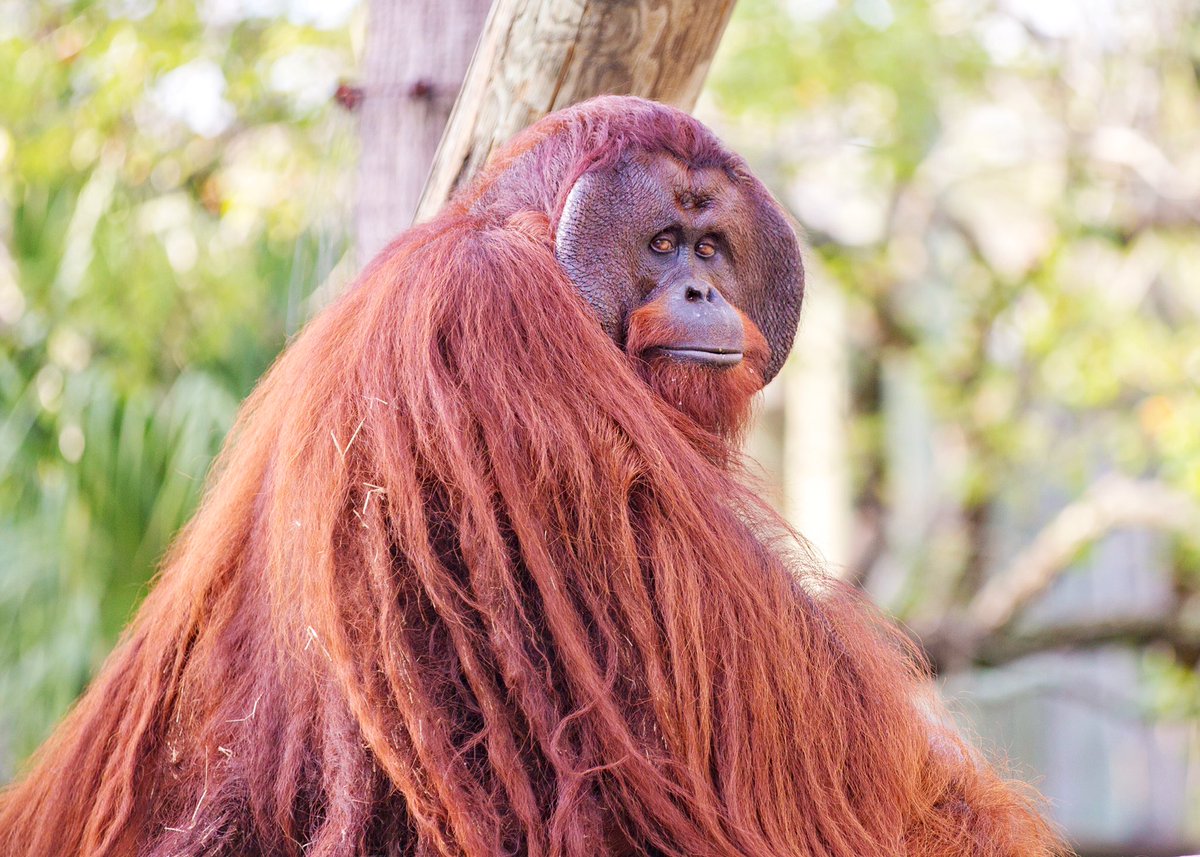 ZooTampa at Lowry Park | Visit St Petersburg Clearwater Florida