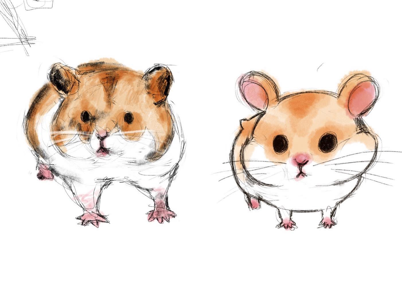 Cute Hamster Drawing