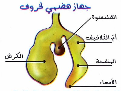 imed ilahi (@tnscolaire) | Twitter
