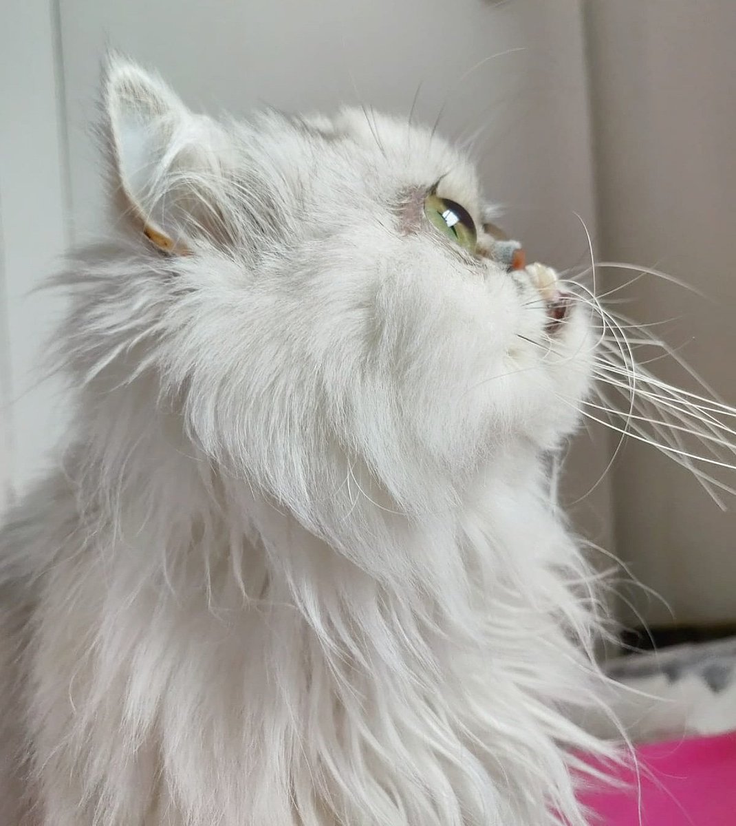 Wilfred Warrior @wilfred_warrior Timeline, The Visualized Twitter ...