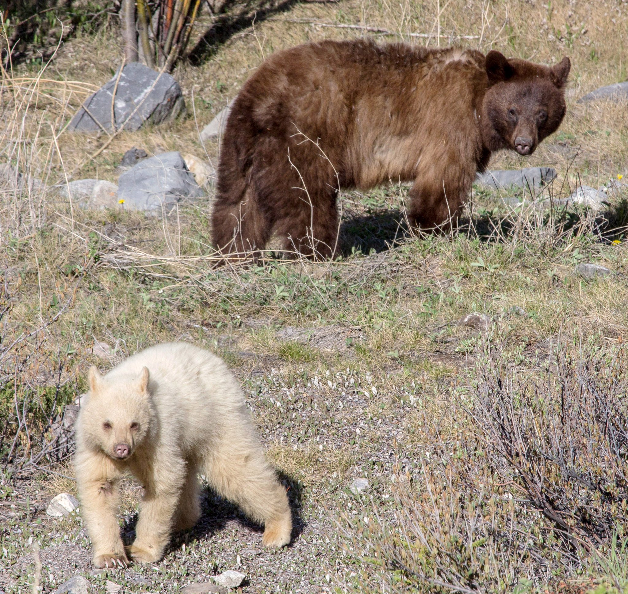 Bear Grizzly Albino