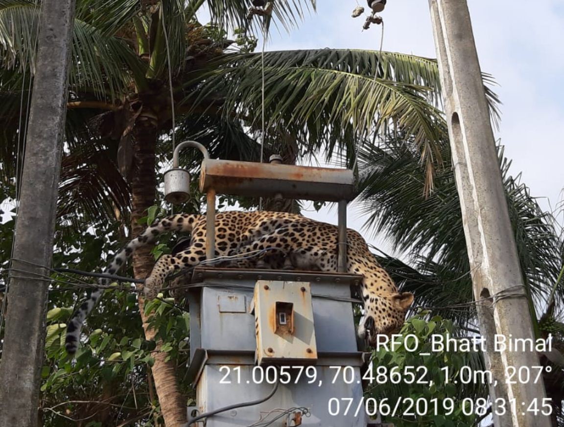 Leopard dies due to electrocution in farm near Gir forests | DeshGujarat