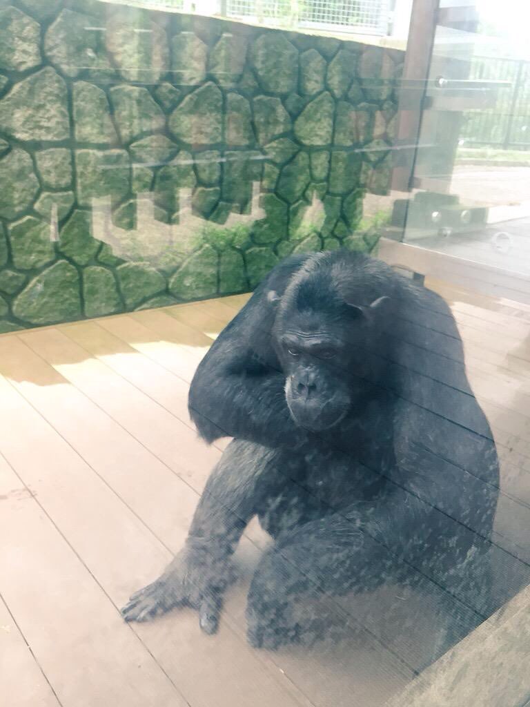 ごぶ♪ (@runrun_gobrin) | Twitter