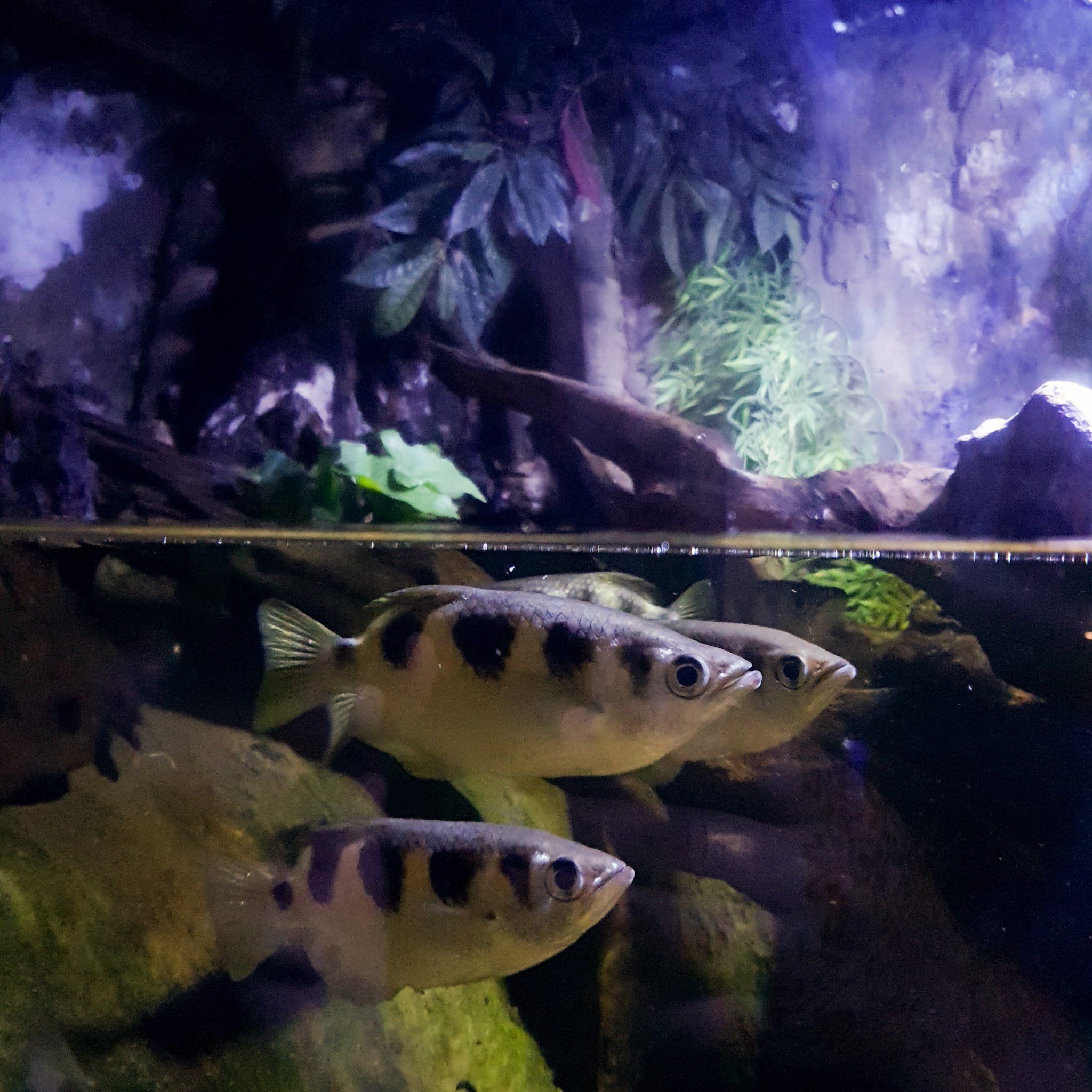 Mangrove Forest Fish