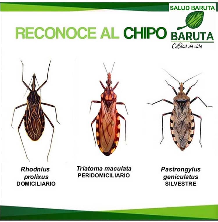 Recomendaciones ante el hallazgo de chipos contaminados en Caracas ...